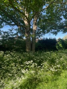 Friends of Shrewsbury Park | Formed in 2006, the Friends of Shrewsbury ...