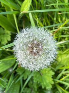 Friends of Shrewsbury Park | Formed in 2006, the Friends of Shrewsbury ...